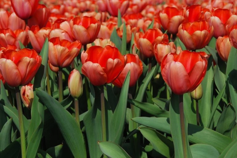 Bollenstreek in bloei | Tips voor een bezoek aan de bollenvelden
