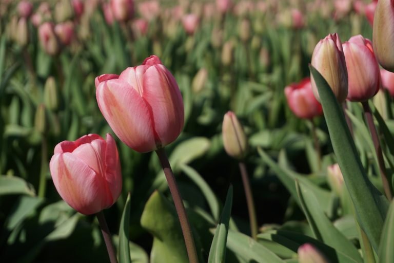Bollenstreek in bloei | Tips voor een bezoek aan de bollenvelden