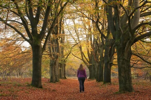 Natuurgebieden in Nederland | Tips voor mooie natuur dicht bij huis